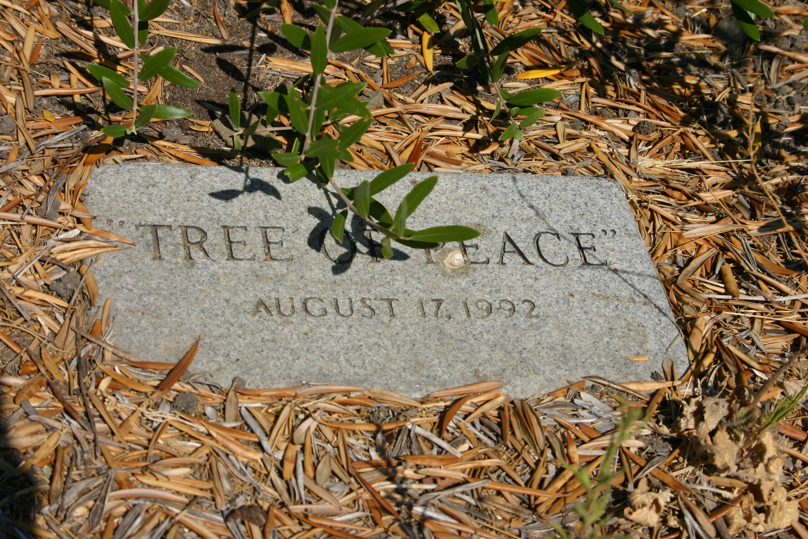 the Tree of Peace, Mt. Diablo Bio-region, California